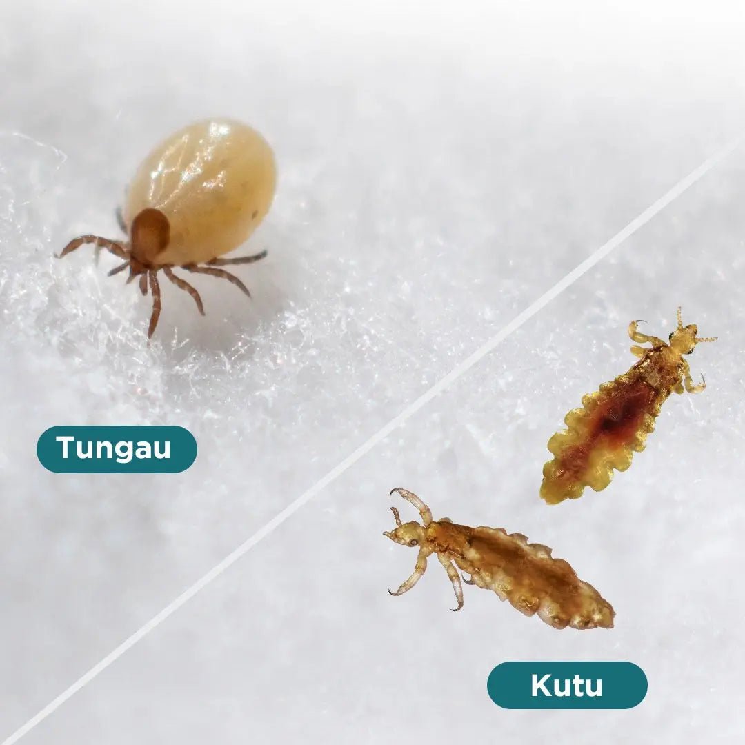 Perbedaan Tungau Kasur dan Kutu yang Perlu Kamu Ketahui