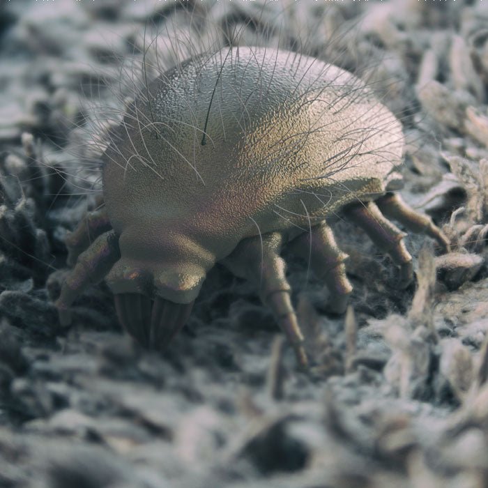 Apa Itu Tungau? Seperti Ini Daur Hidup Tungau