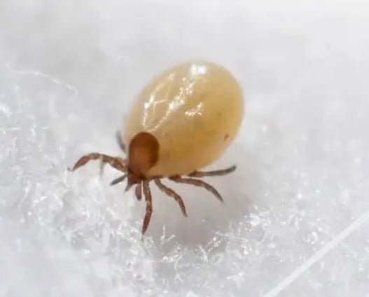 Tungau Debu Rumah: Definisi dan Cara Mencegahnya